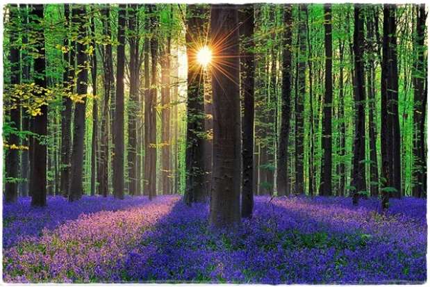 Bosques hermosos del mundo - Imagui